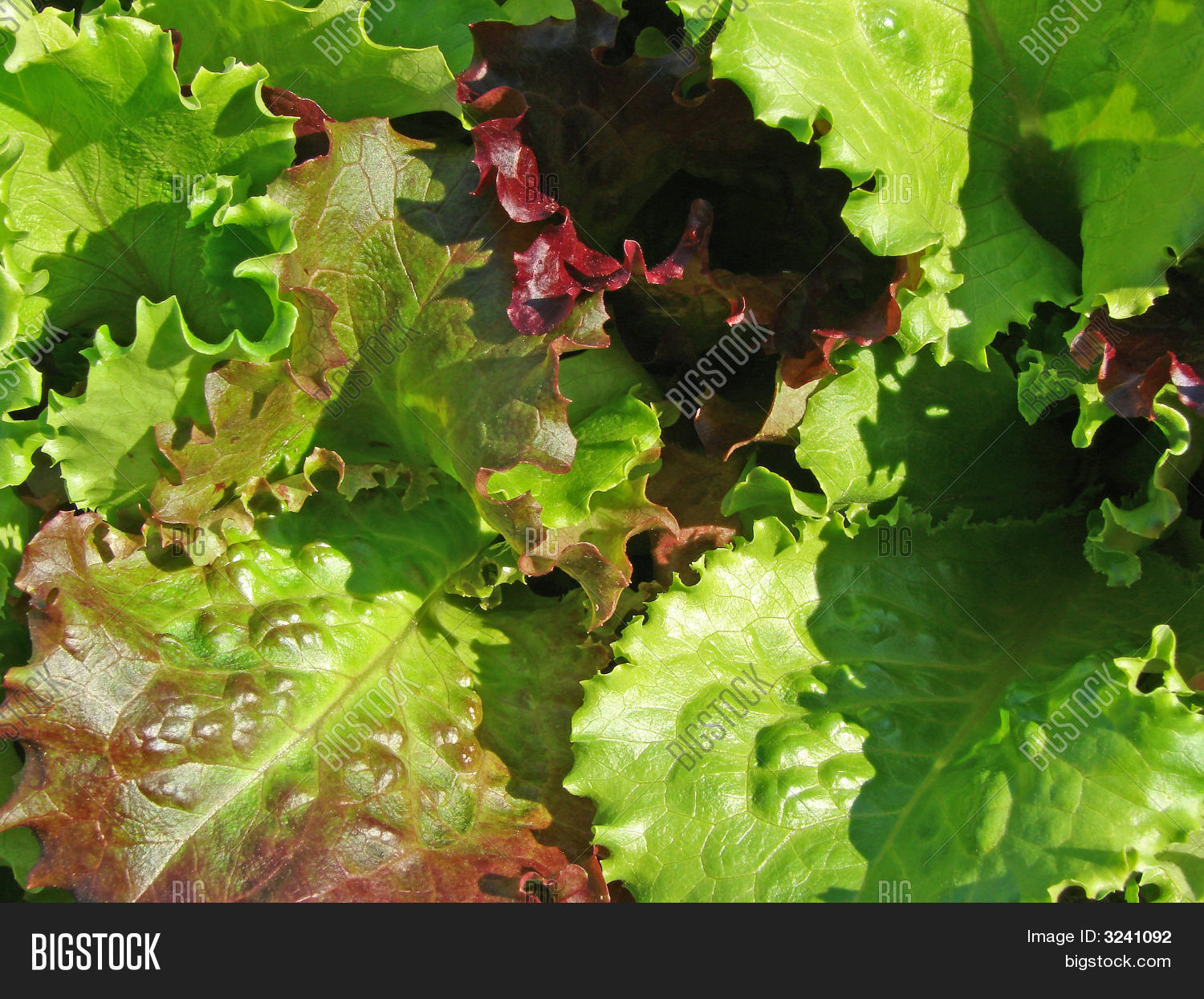 Colorful Lettuce Image & Photo (Free Trial) | Bigstock