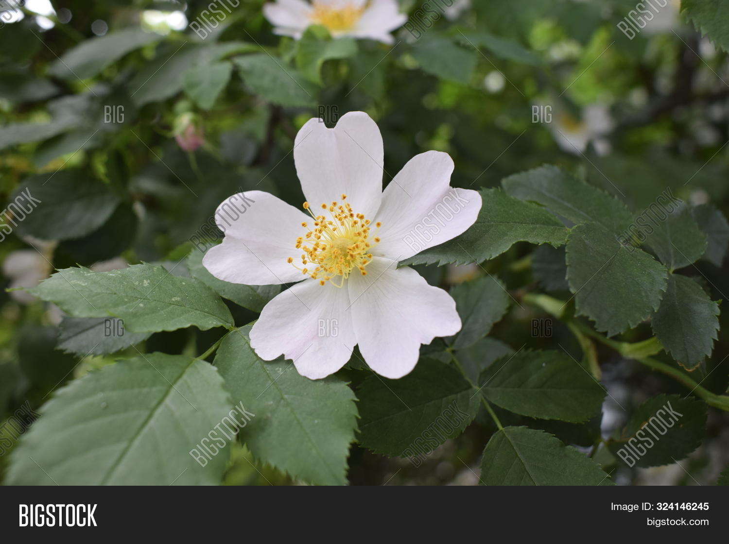 Imagen y foto Blooming Rosehip (prueba gratis) | Bigstock