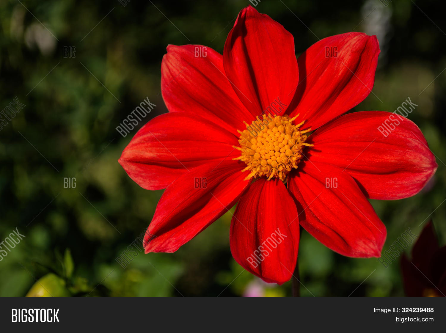 Flowers Dahlia "jolly Image & Photo (Free Trial) | Bigstock