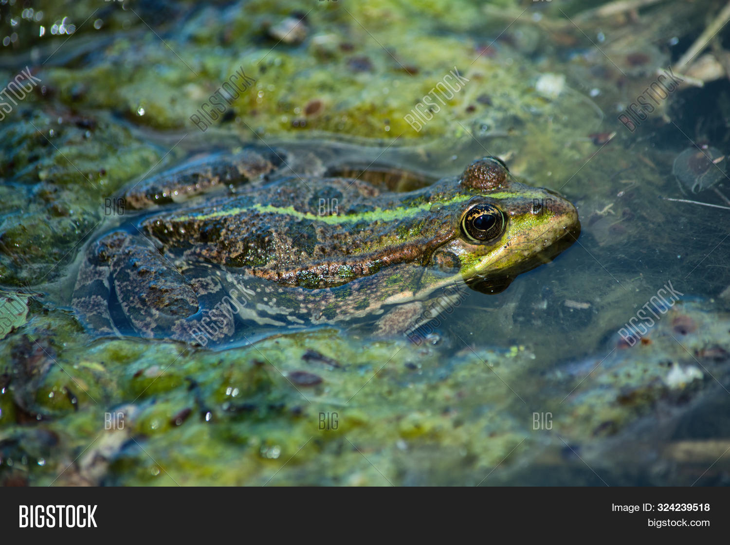 Amphibian Lake Frog Image & Photo (Free Trial) | Bigstock