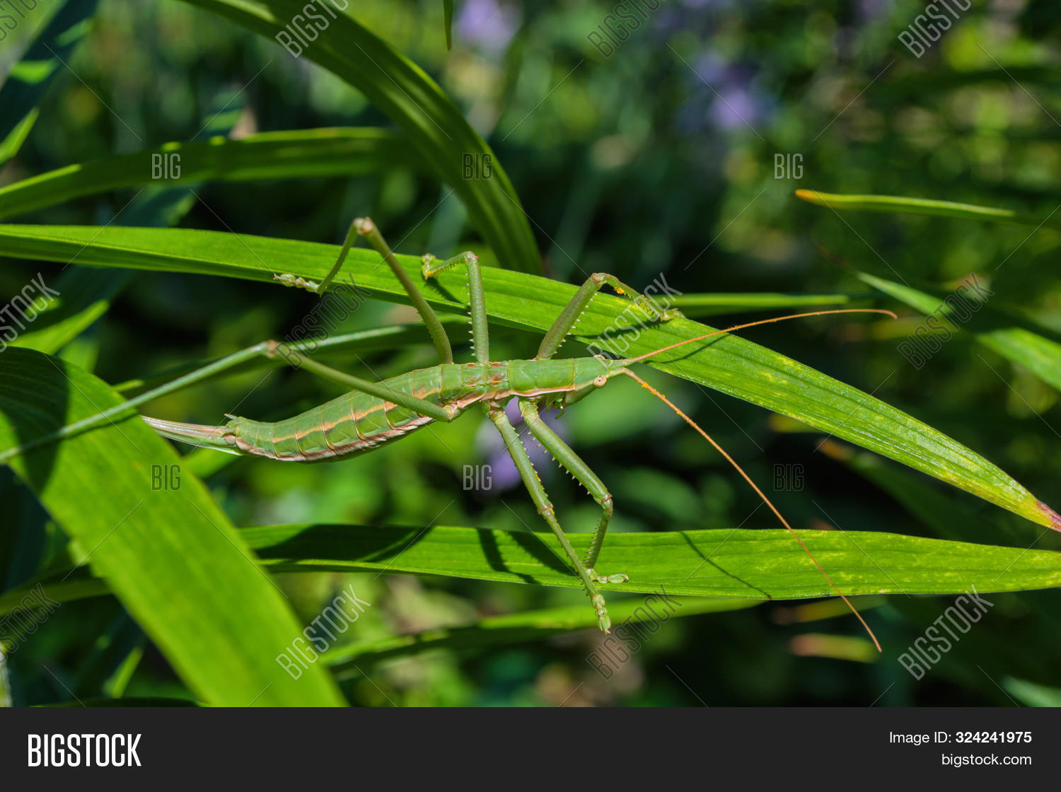 Green Stick Insect Image & Photo (Free Trial) | Bigstock