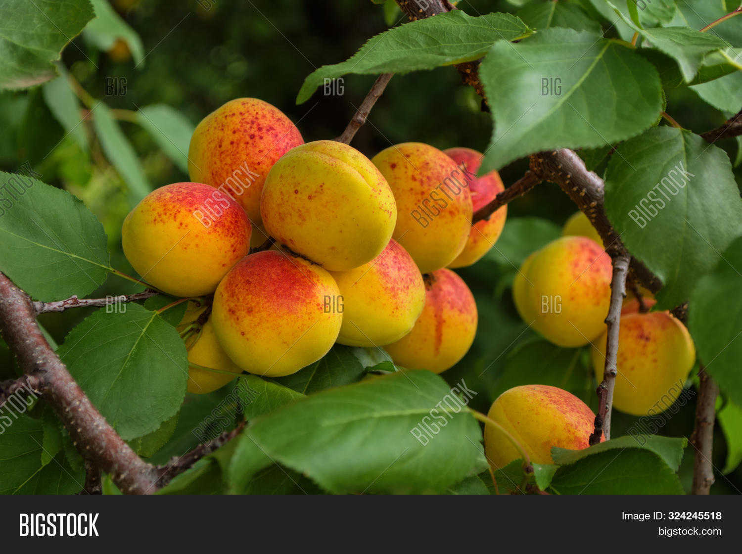 Apricots. Branch Image & Photo (Free Trial) | Bigstock