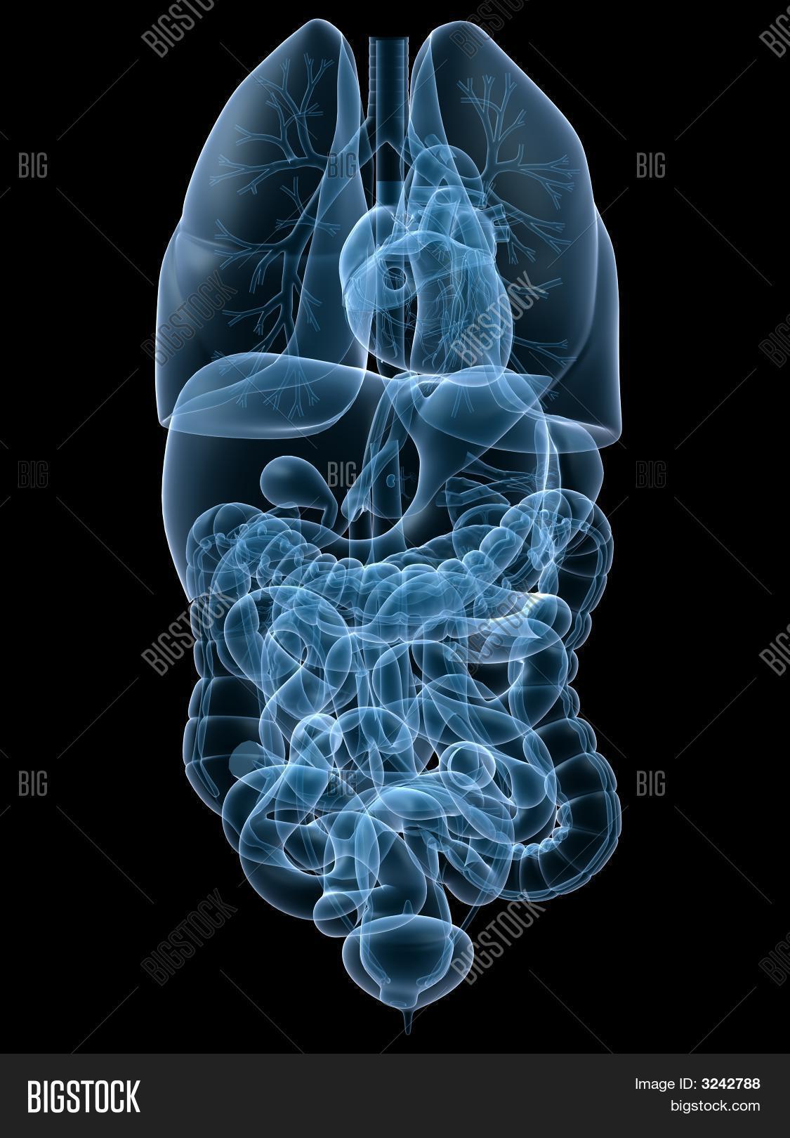 Human Organs Image & Photo (Free Trial) | Bigstock