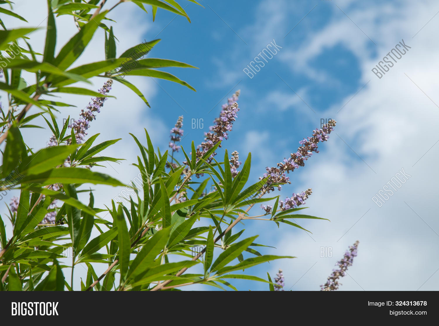 Flowers Foliage Vitex Image & Photo (Free Trial) | Bigstock