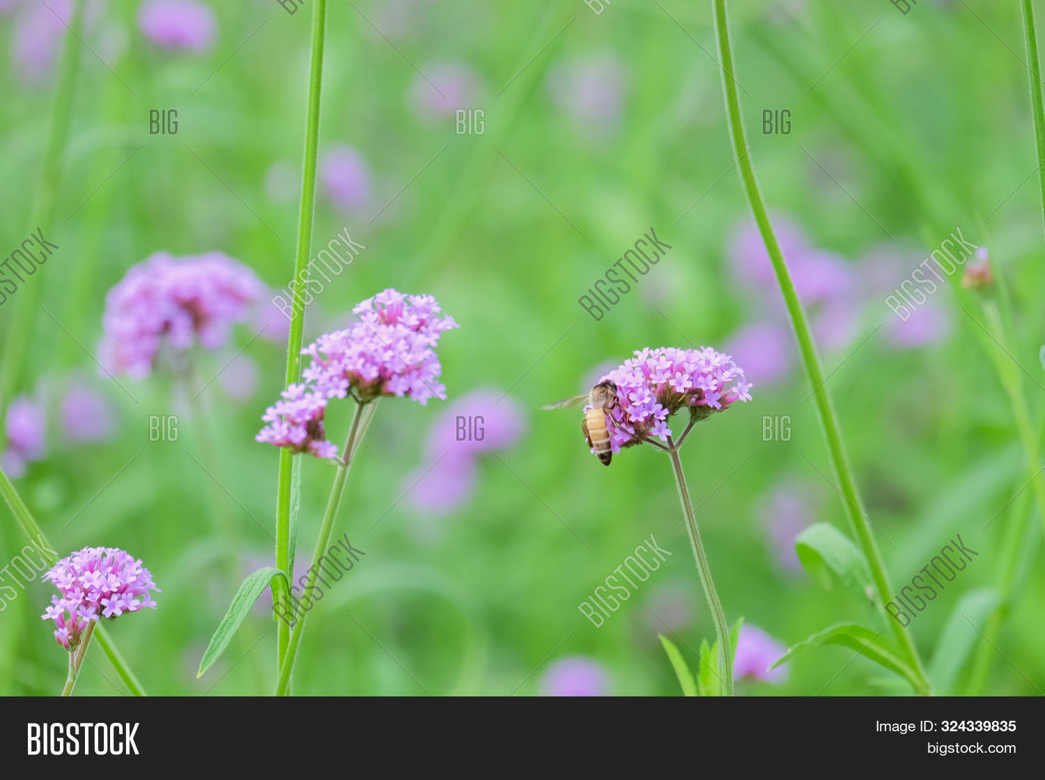 Verbena Bonariensis Image & Photo (Free Trial) | Bigstock
