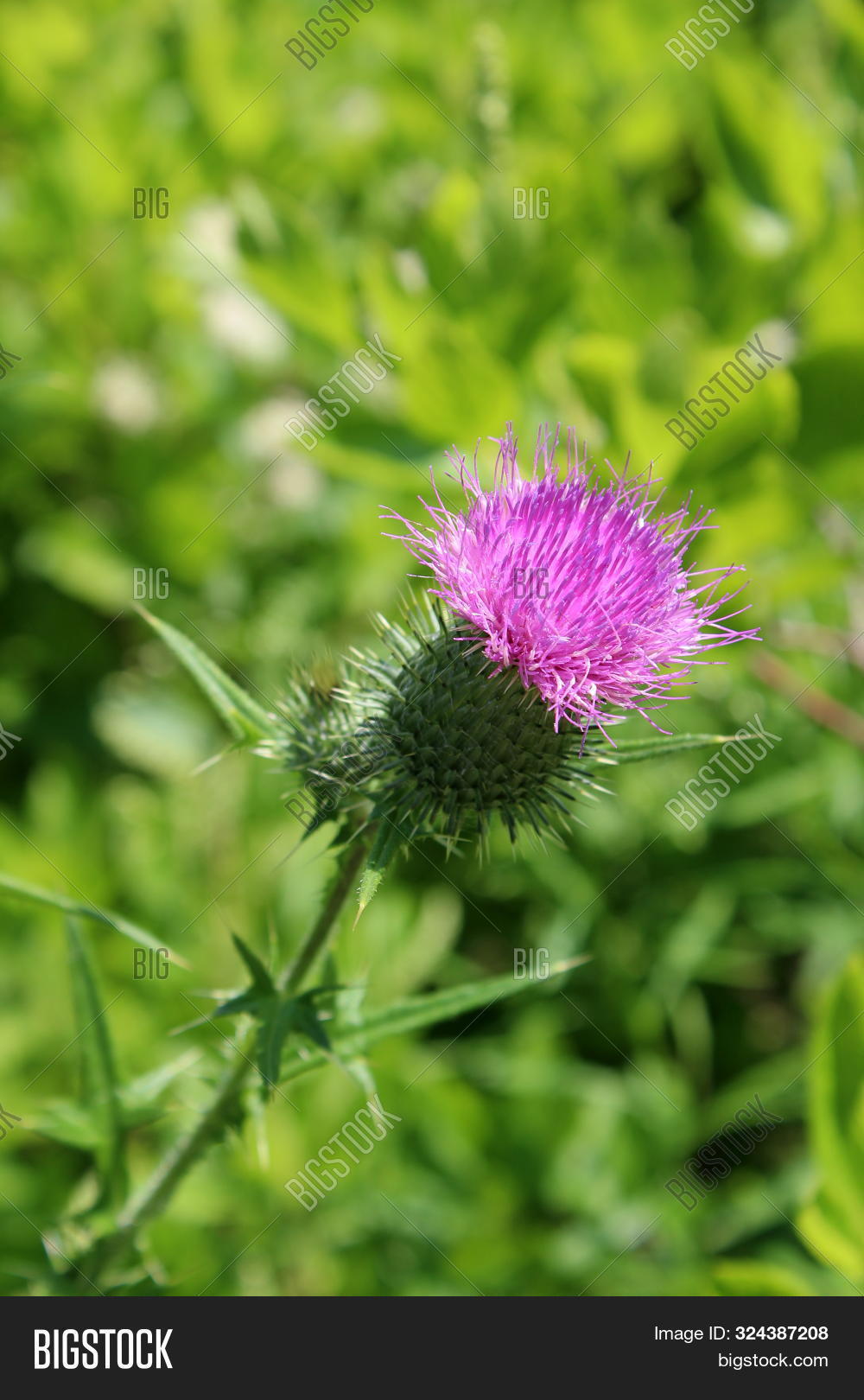 Long Spiky Purple Image & Photo (Free Trial) | Bigstock