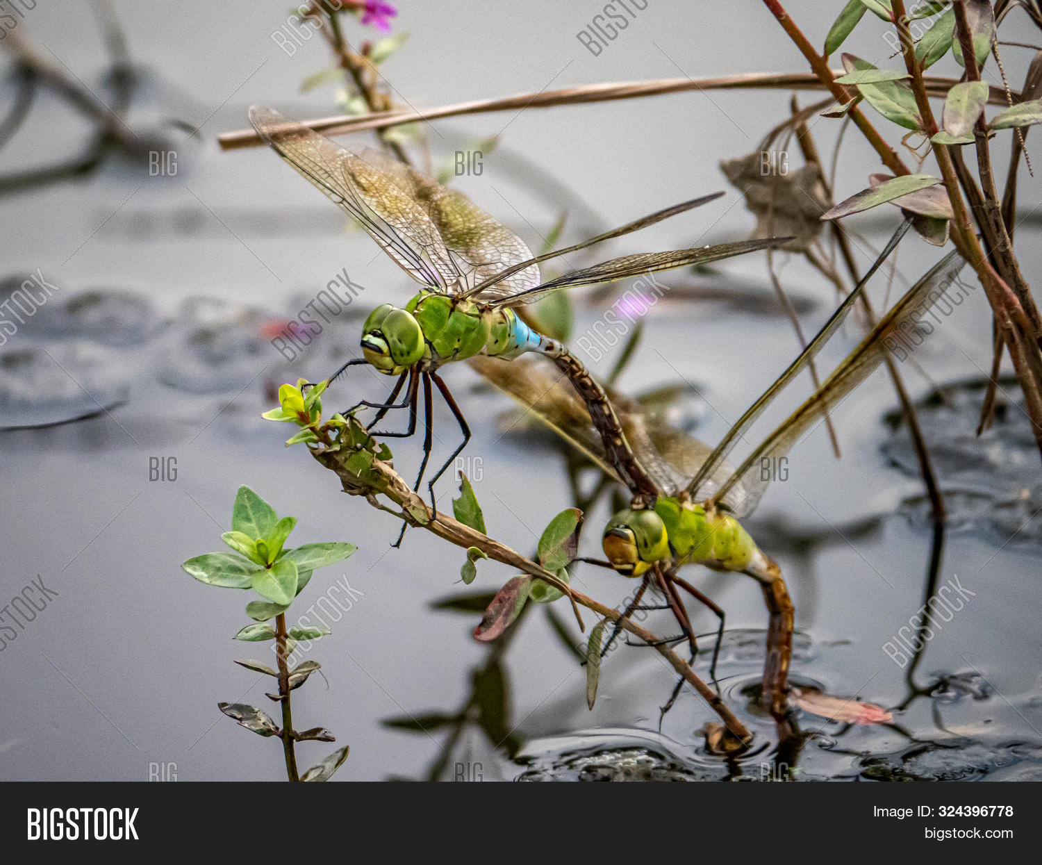 Pair Lesser Emperor Image & Photo (Free Trial) | Bigstock