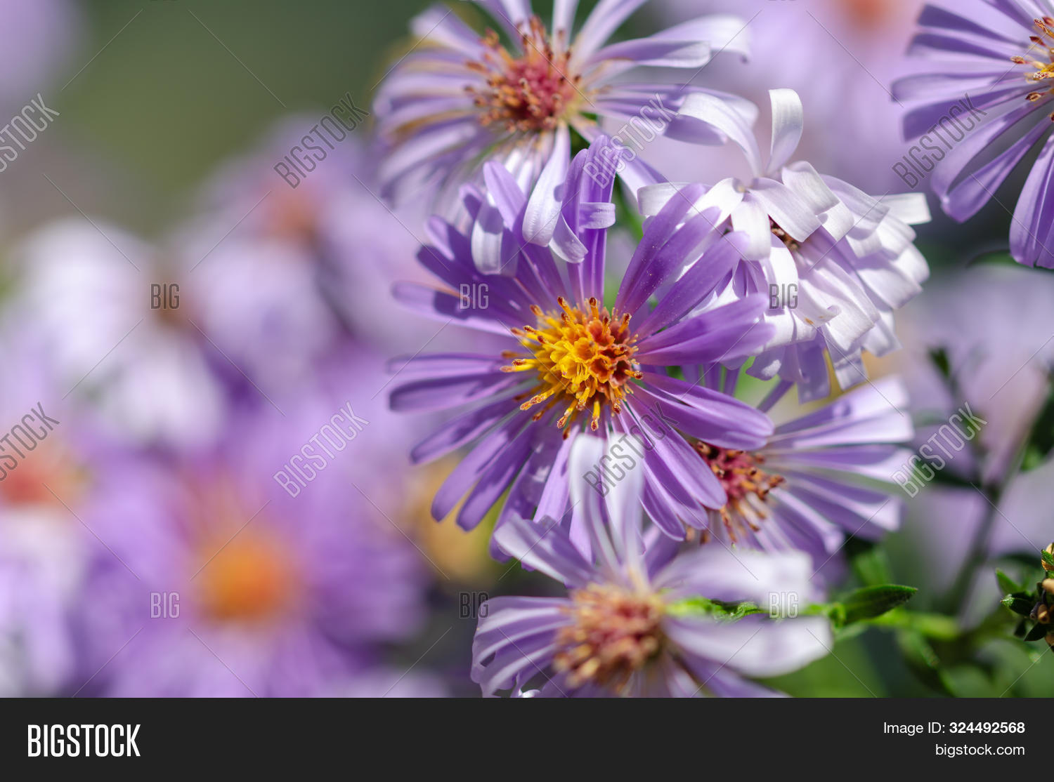 Alpine Aster (aster Image & Photo (Free Trial) | Bigstock
