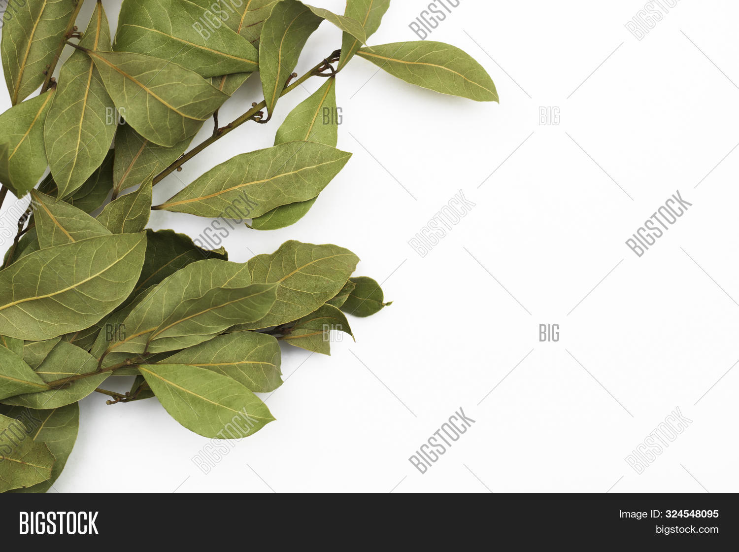 Branch Laurel Isolated Image & Photo (Free Trial) | Bigstock