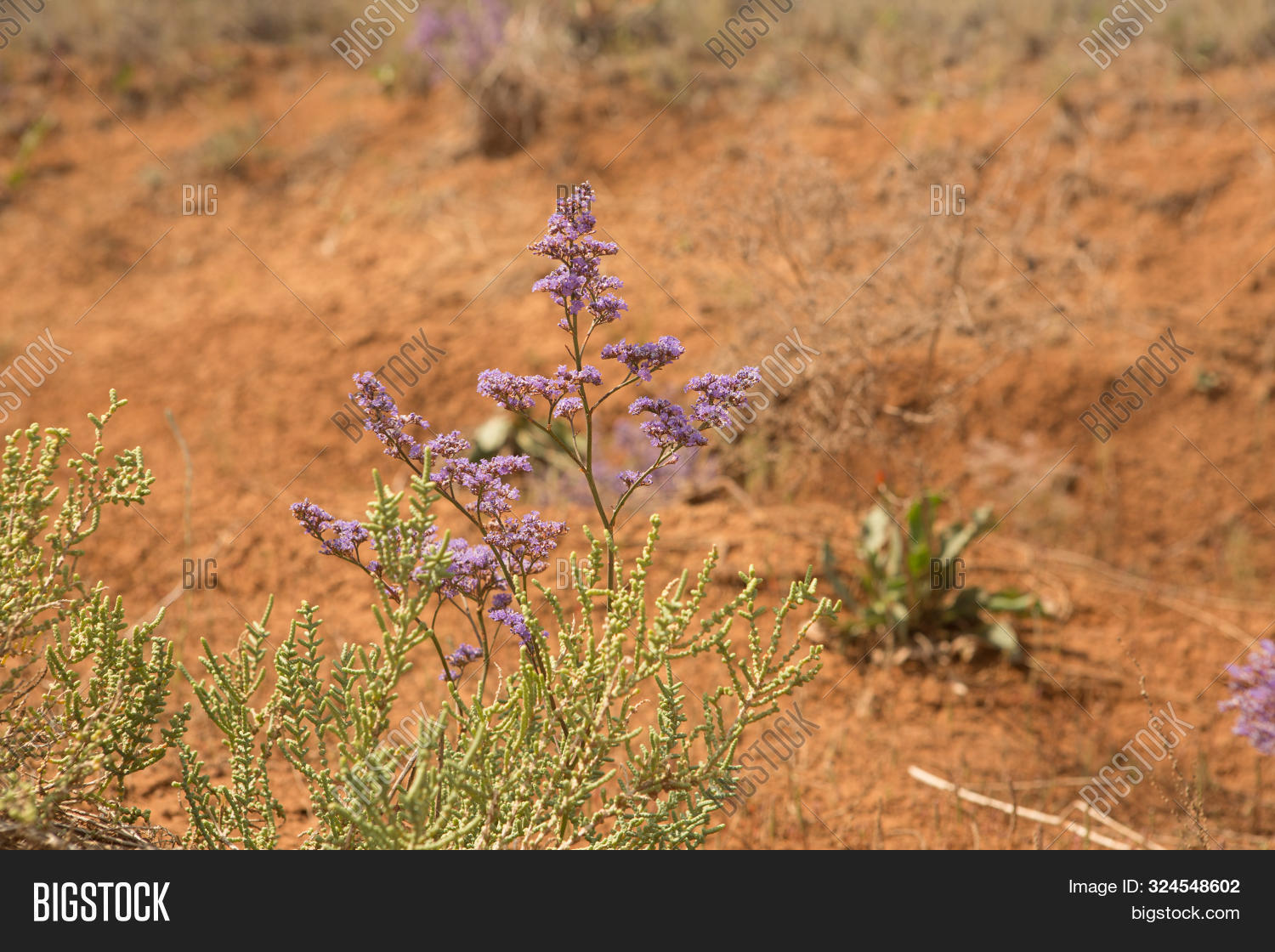 Stem Limonium Vulgare Image & Photo (Free Trial) | Bigstock