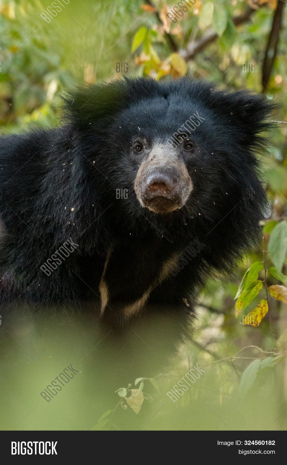 Big Sloth Bear Image & Photo (Free Trial) | Bigstock