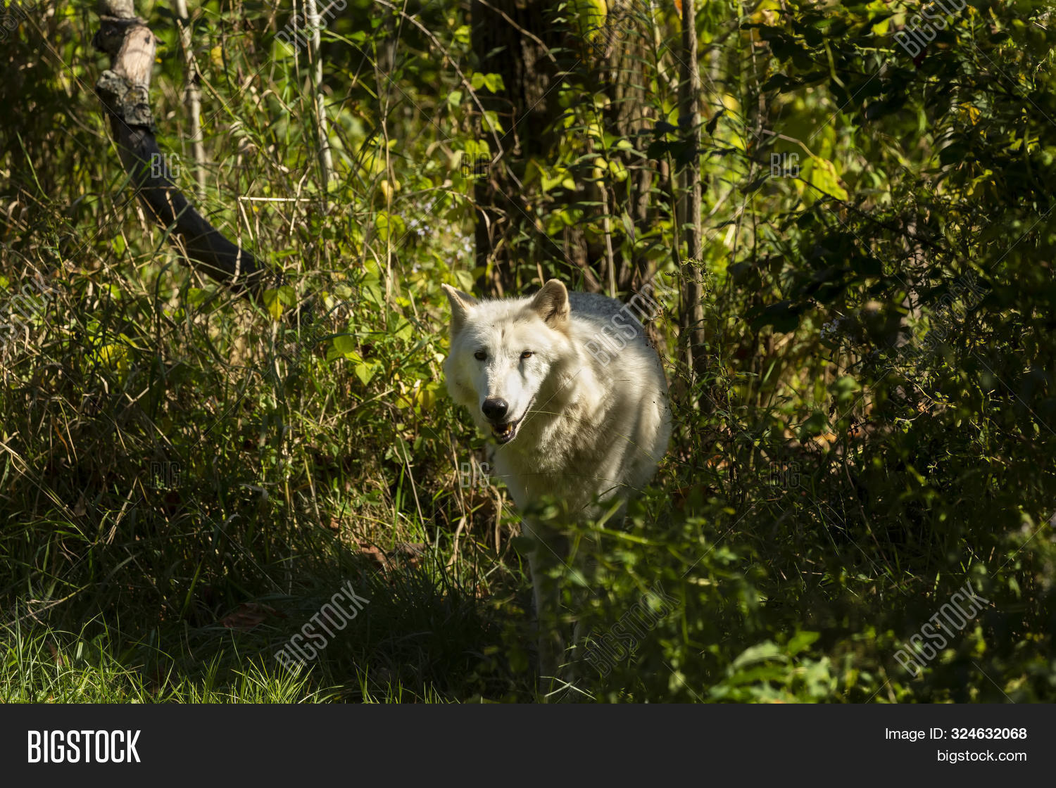 Grey Wolf, Timber Wolf Image & Photo (Free Trial) | Bigstock