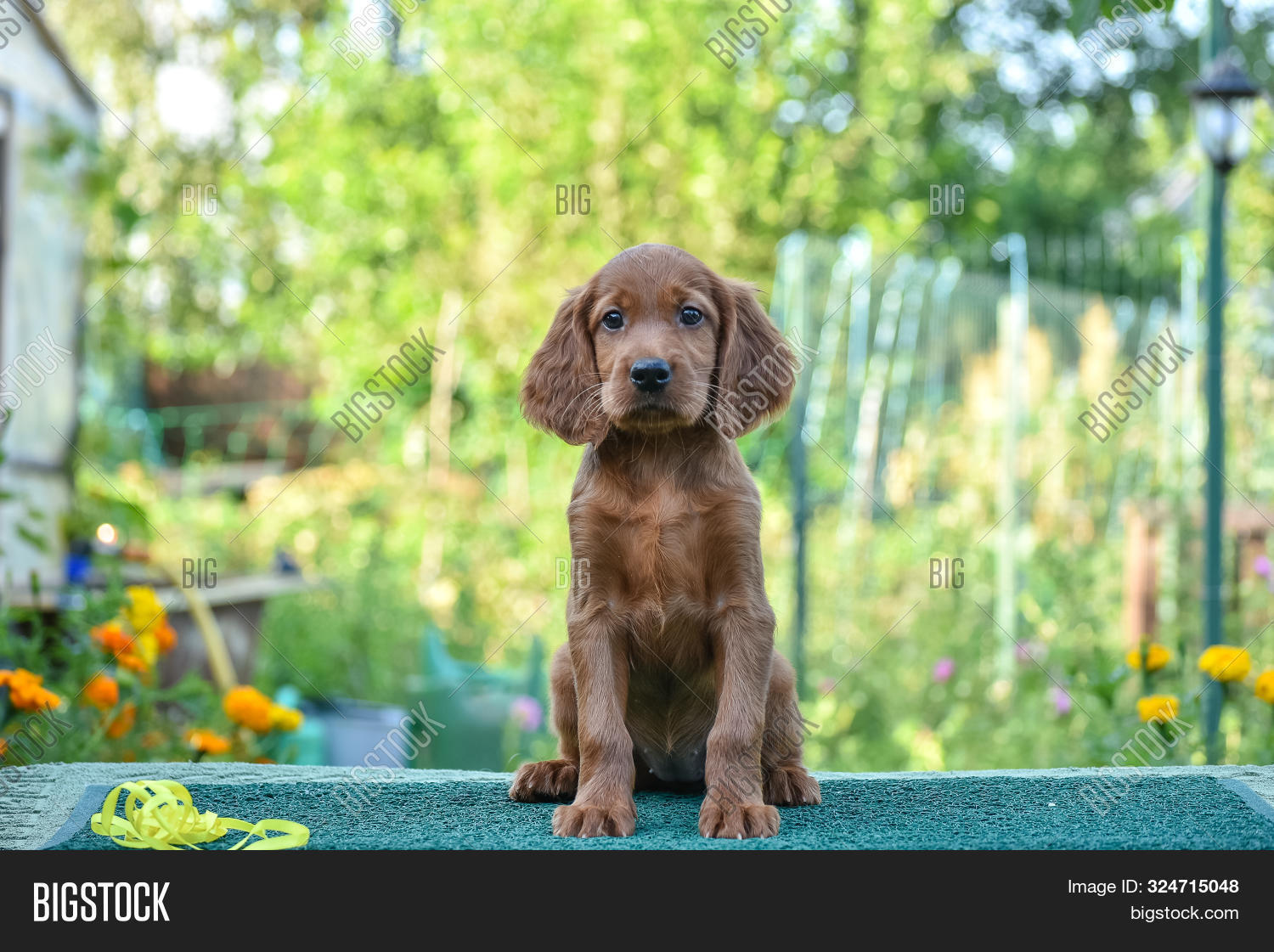 Puppy Irish Red Setter Image & Photo (Free Trial) | Bigstock