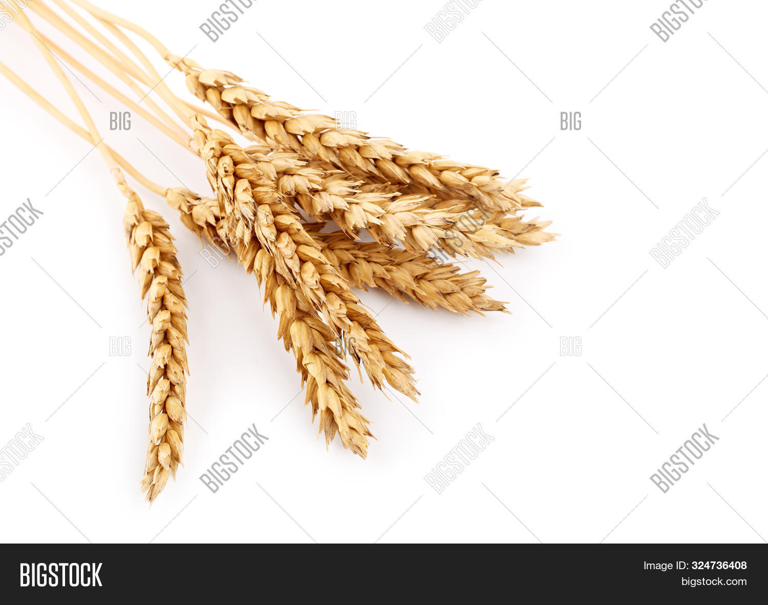 Wheat Isolated On Image & Photo (Free Trial) | Bigstock