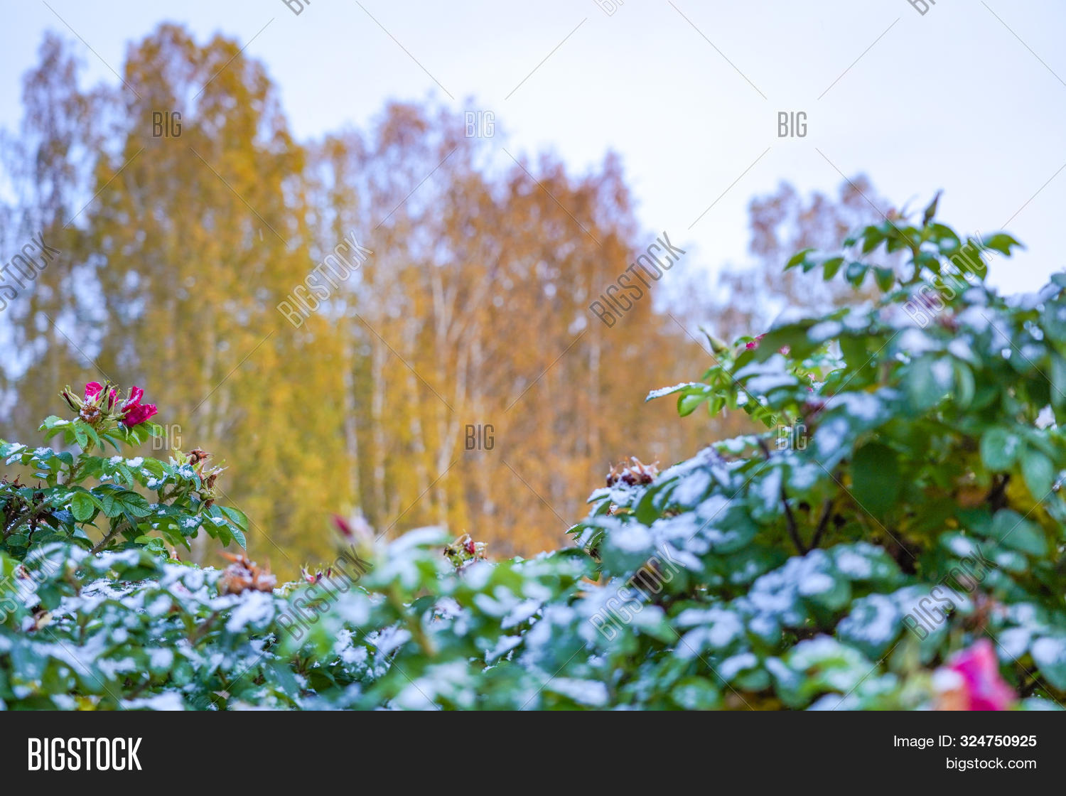 Rose Bushes Under Snow Image & Photo (Free Trial) | Bigstock