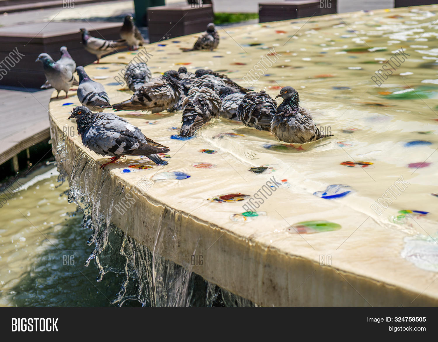 Pigeon Ornamental Pool Image & Photo (Free Trial) | Bigstock