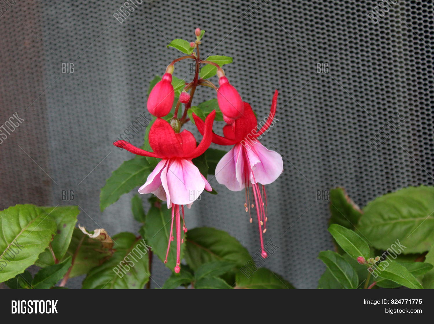 Fuchsia Decorative Image & Photo (Free Trial) | Bigstock