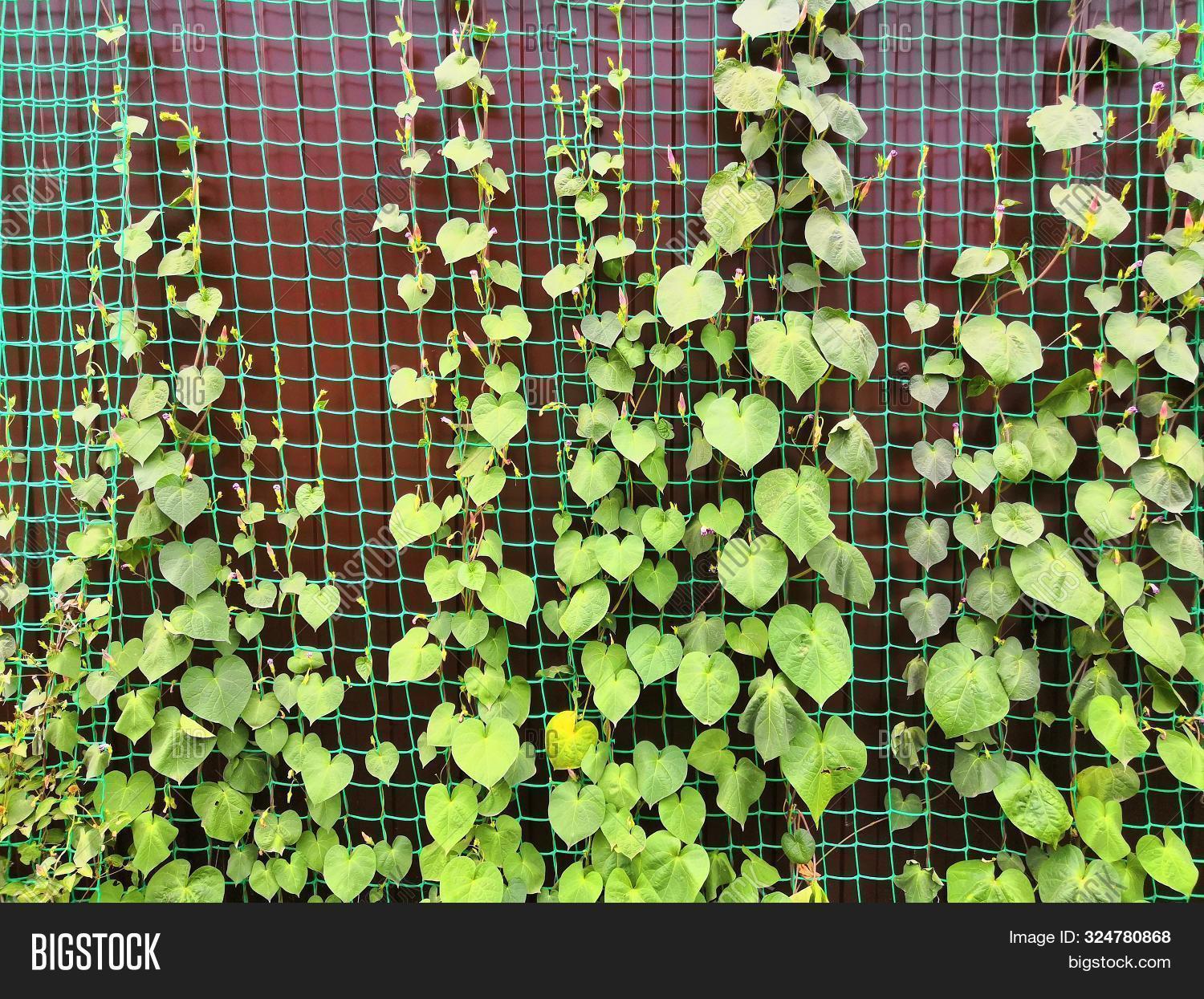 Green Climbing Plants Image & Photo (Free Trial) | Bigstock