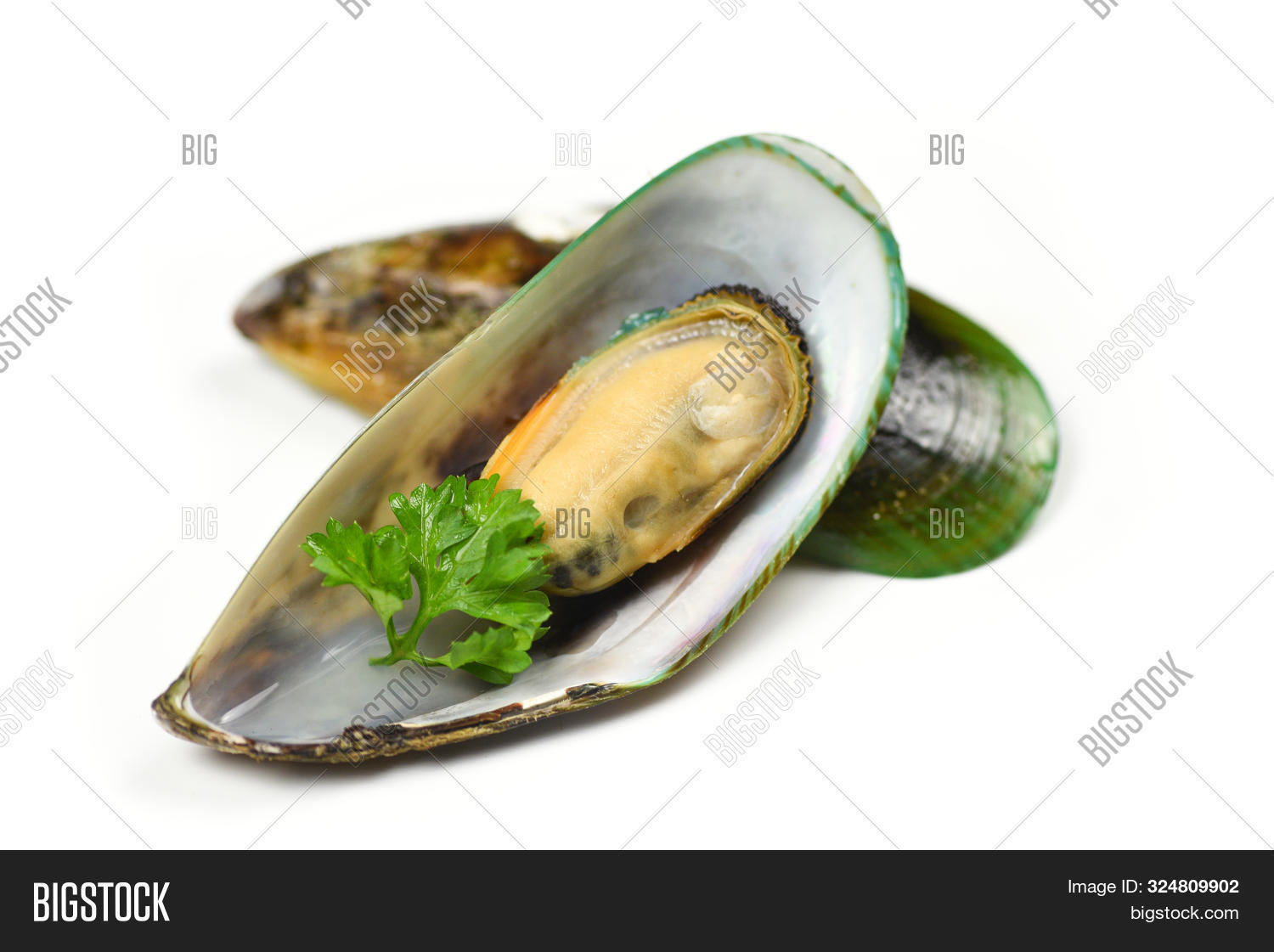 Mussels Isolated On Image & Photo (Free Trial) | Bigstock
