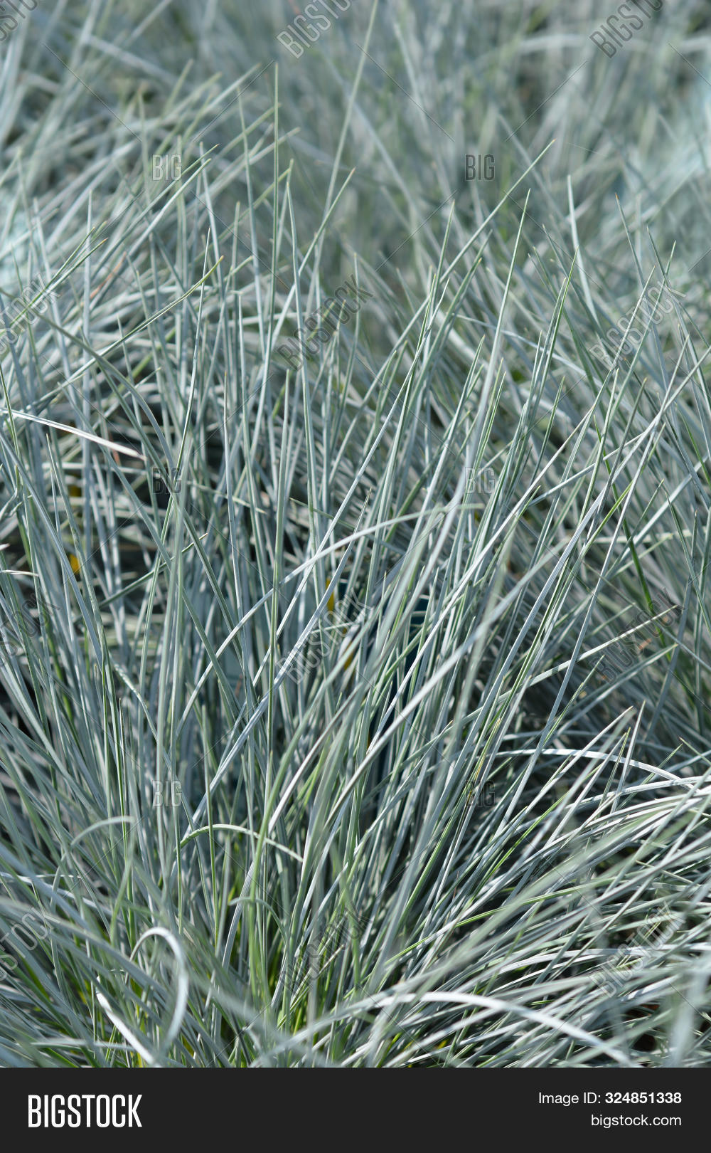 Blue Fescue Intense Image & Photo (Free Trial) | Bigstock