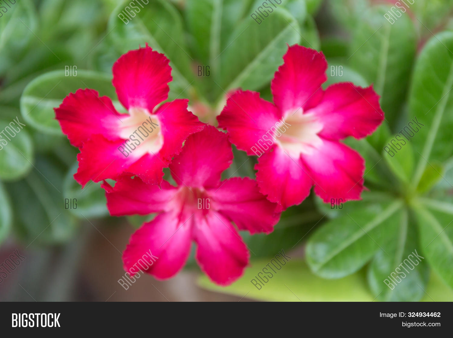 Closeup Adenium Obesum Image & Photo (Free Trial) | Bigstock