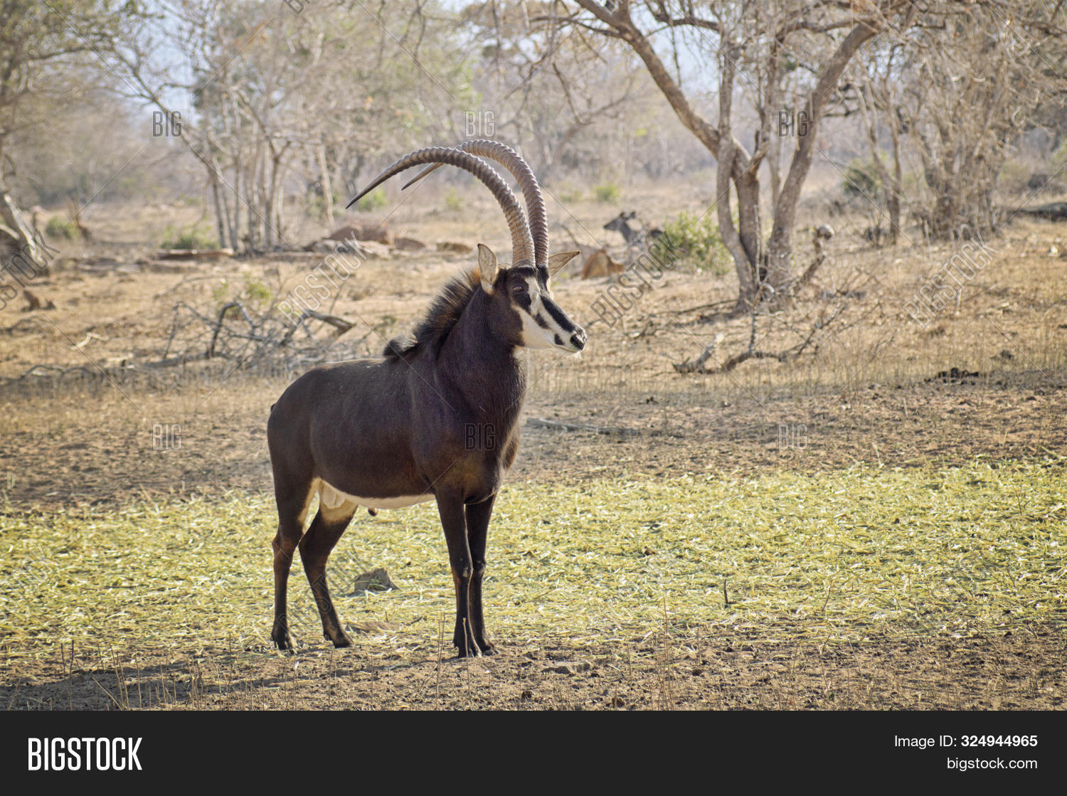 Young Sable Bull Large Image & Photo (Free Trial) | Bigstock