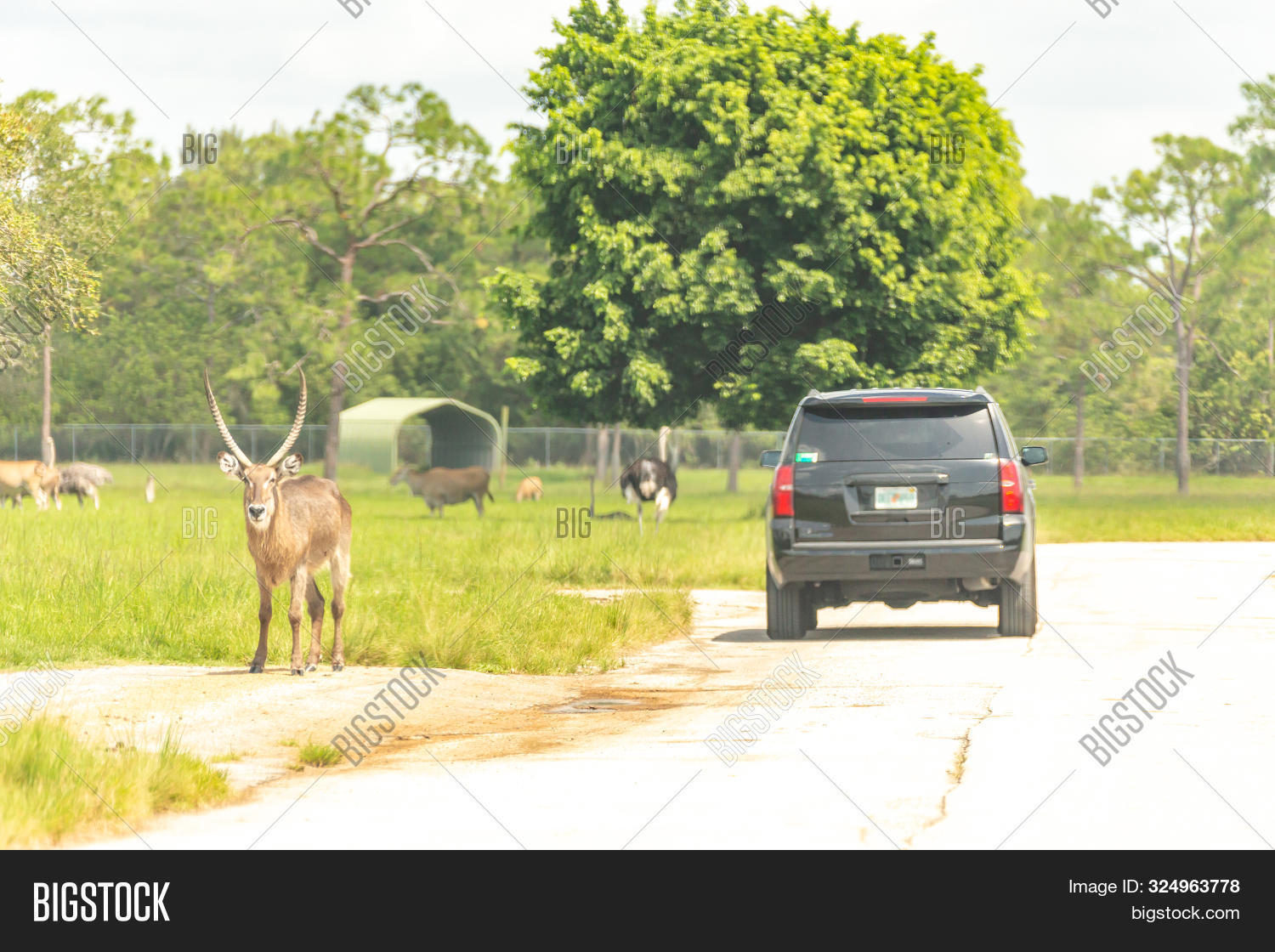 Safari Drive Through Image & Photo (Free Trial) | Bigstock