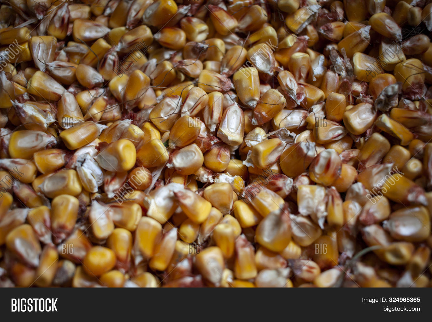 Corn Texture. Unpeeled Image & Photo (Free Trial) | Bigstock