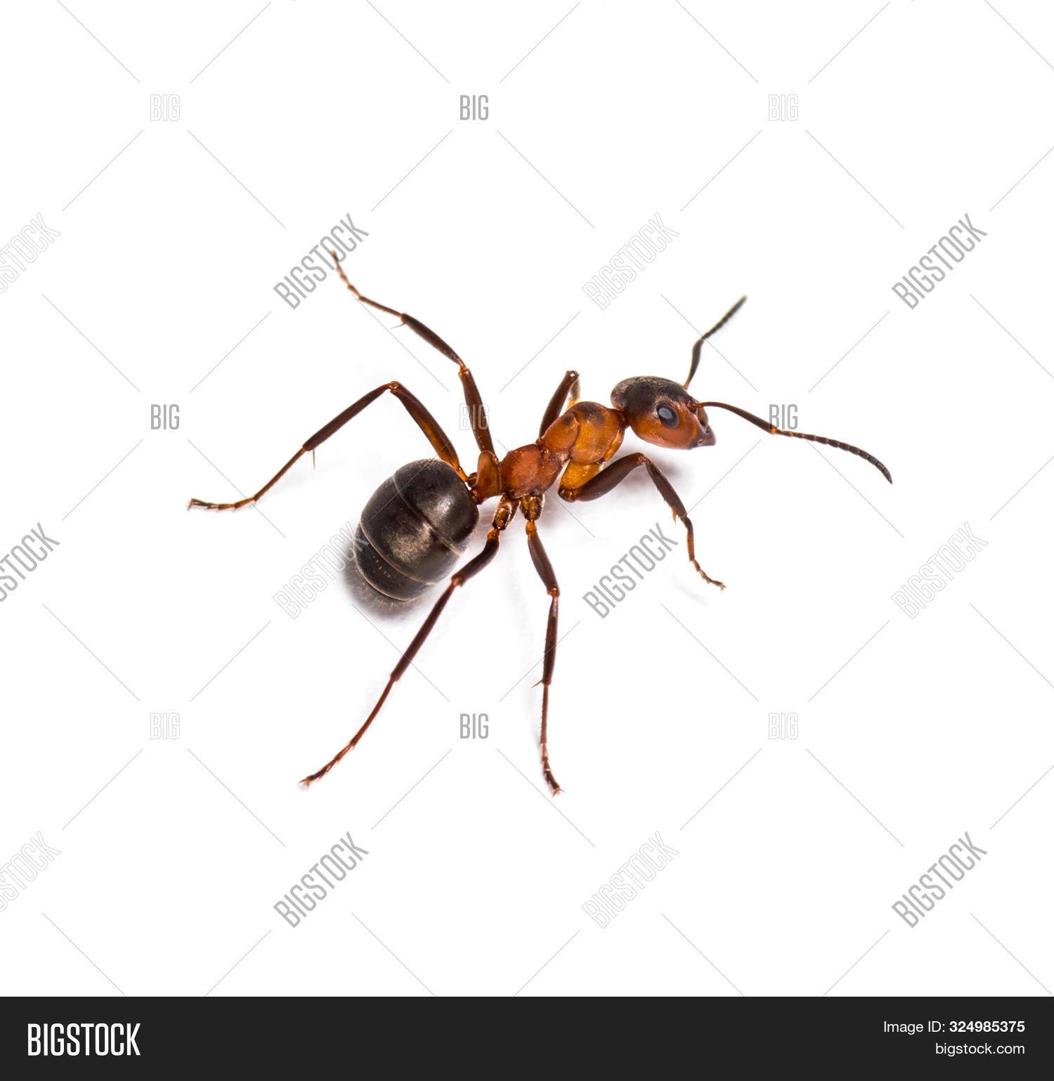 European Red Wood Ant Image & Photo (Free Trial) | Bigstock