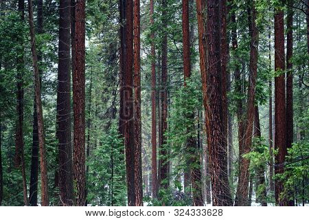 Bright Colors Redwood Image & Photo (Free Trial) | Bigstock