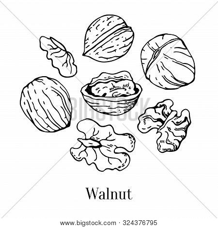 Set Different Walnuts Vector & Photo (Free Trial) | Bigstock
