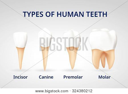 Types Human Teeth, Vector & Photo (Free Trial) | Bigstock