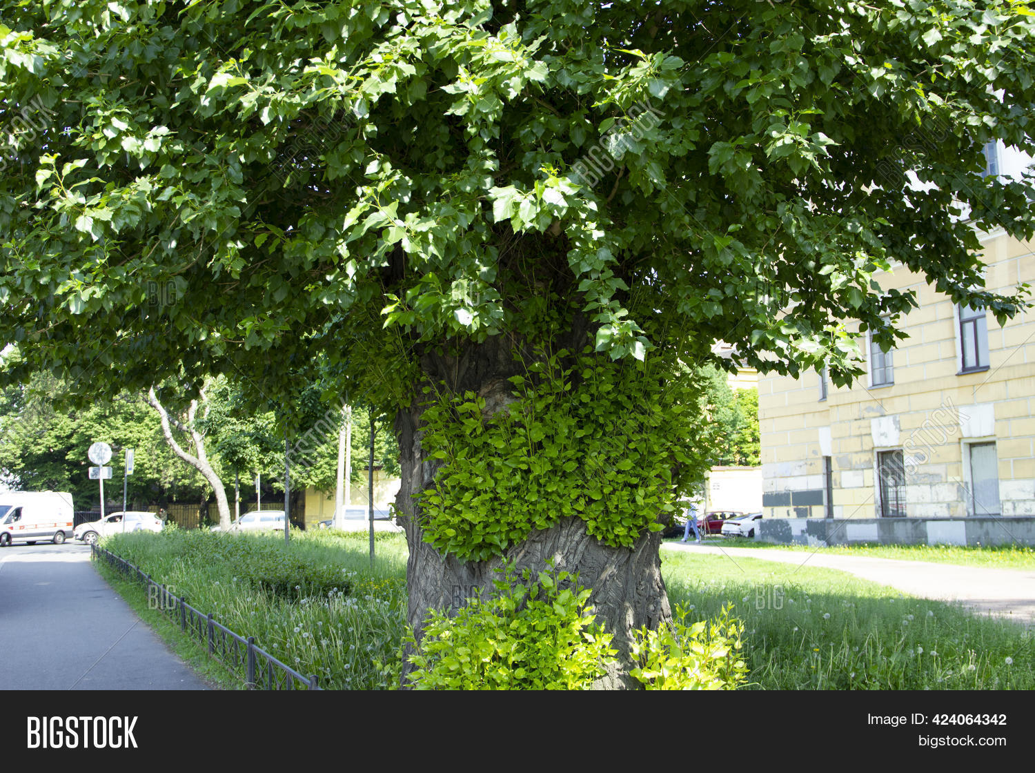 Large Fluffy Tree Image & Photo (Free Trial) | Bigstock