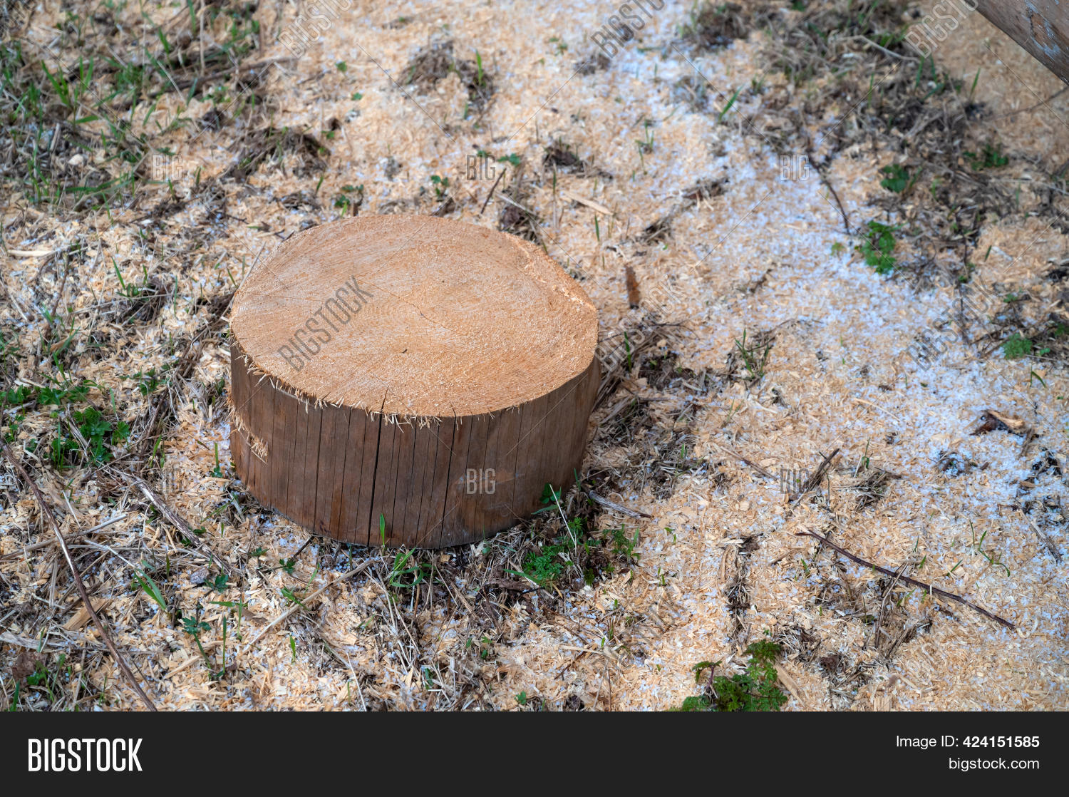 Wooden Stump On Ground Image & Photo (Free Trial) | Bigstock