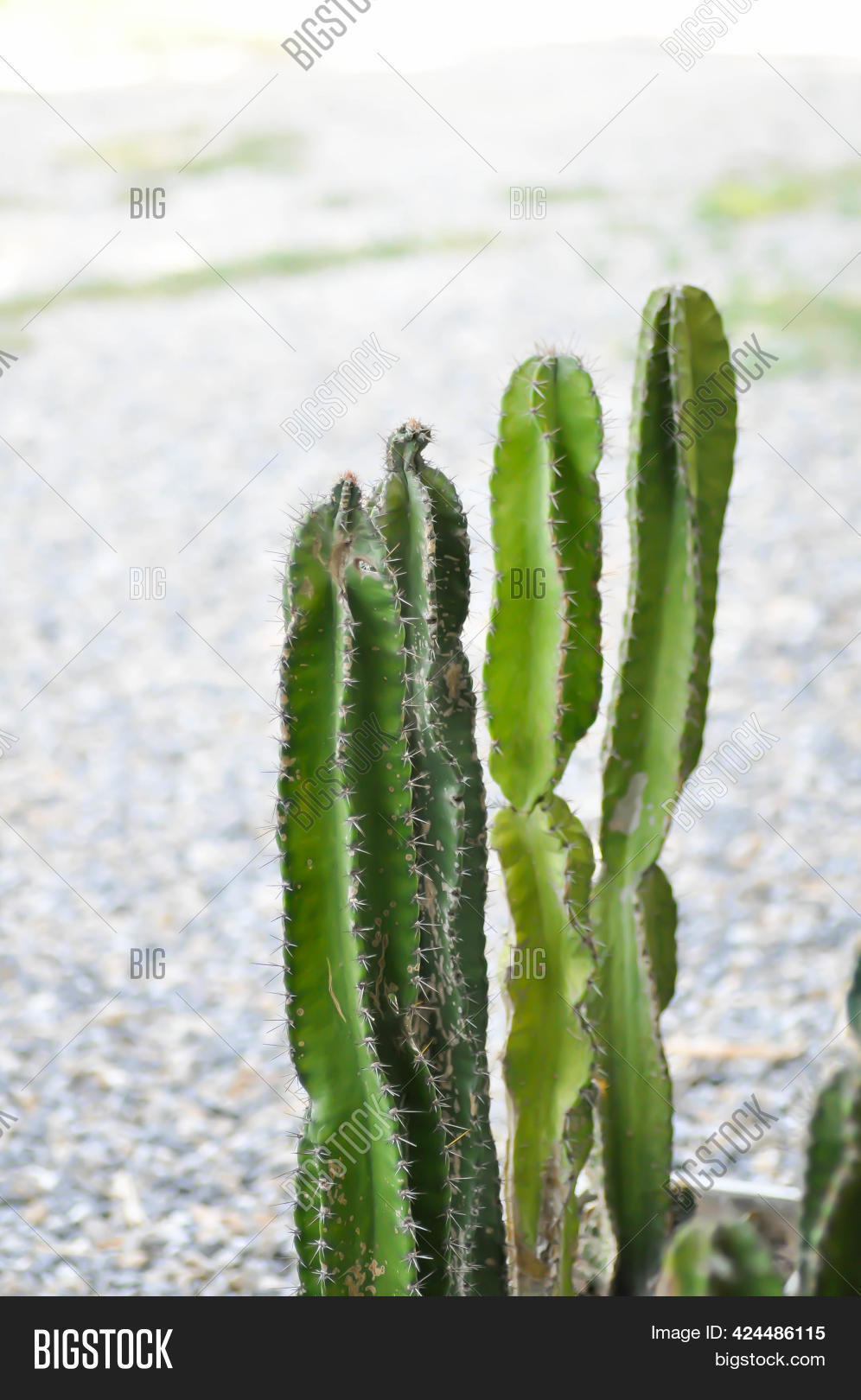 Cereus Sp, Fairy Image & Photo (Free Trial) | Bigstock