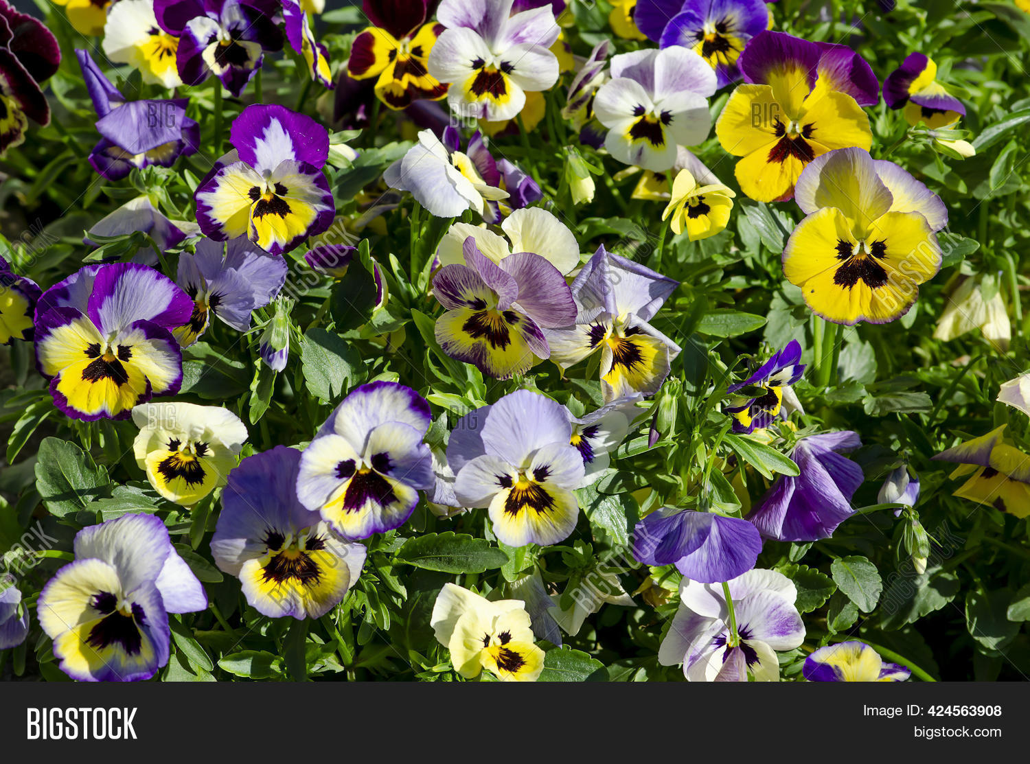 Beautiful Viola Image & Photo (Free Trial) | Bigstock