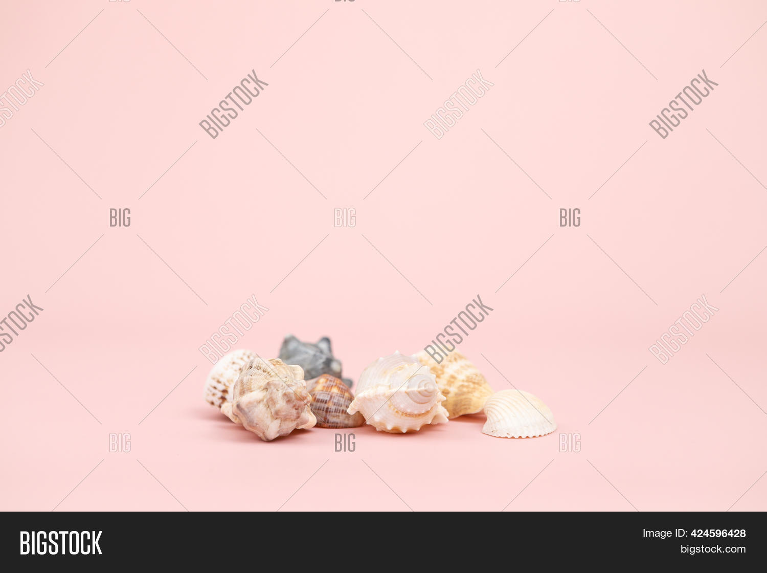 Different Sea Shells Image & Photo (Free Trial) | Bigstock
