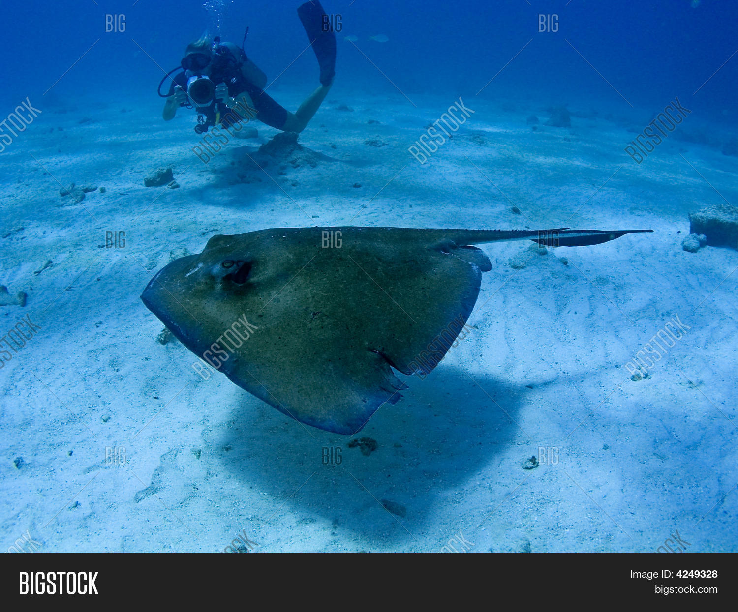 Stingray Photographer Image & Photo (Free Trial) | Bigstock