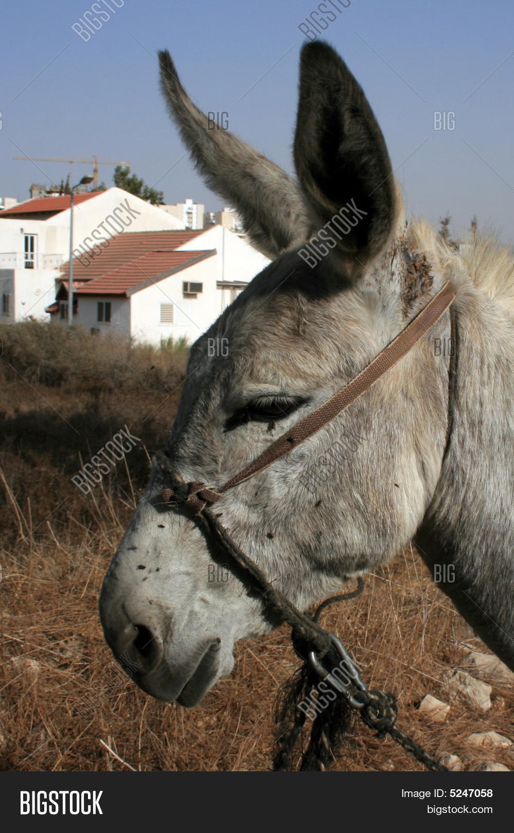 Donkey Profile Image & Photo (Free Trial) | Bigstock