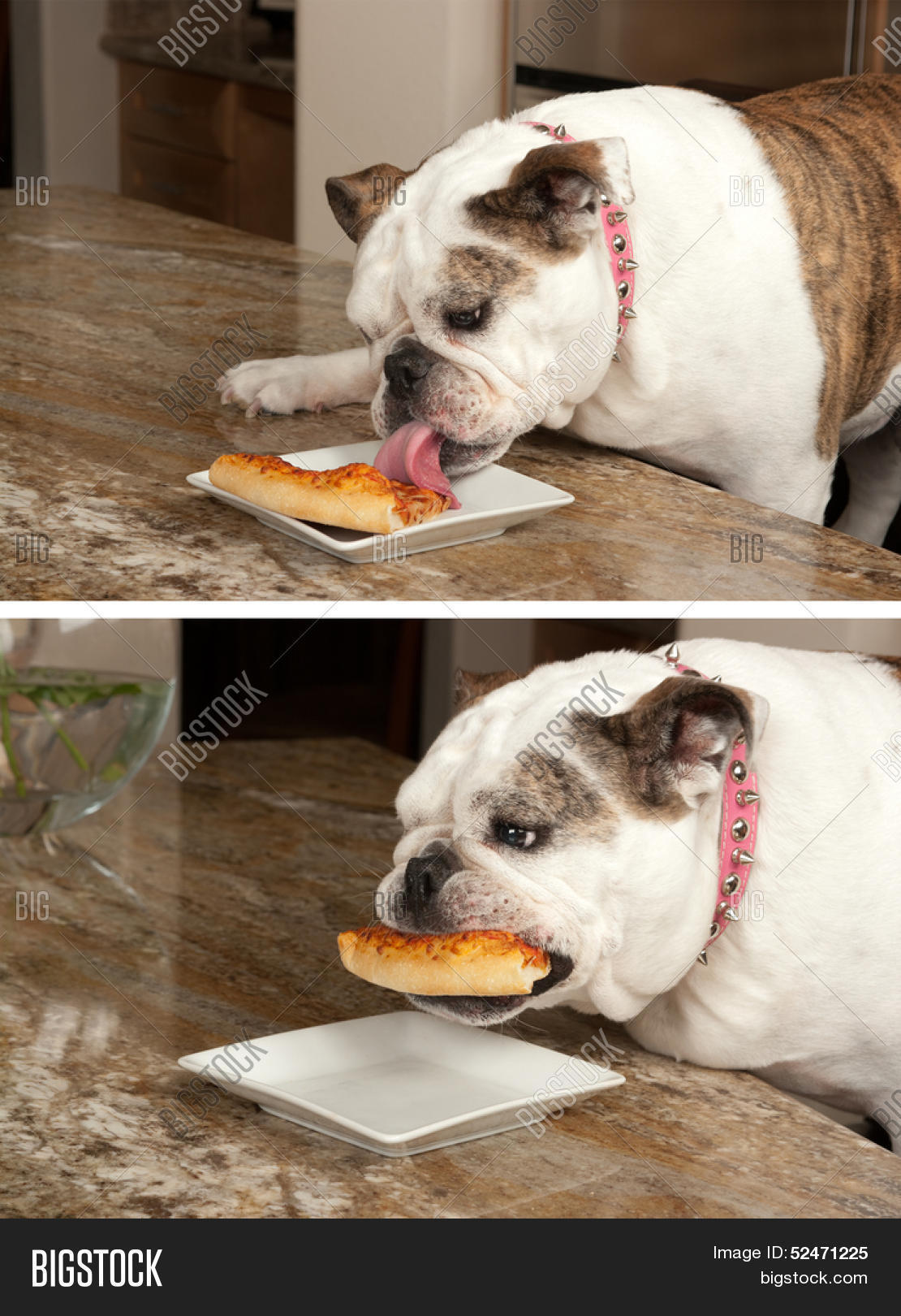 Bulldog Eating Pizza Image & Photo (Free Trial) | Bigstock