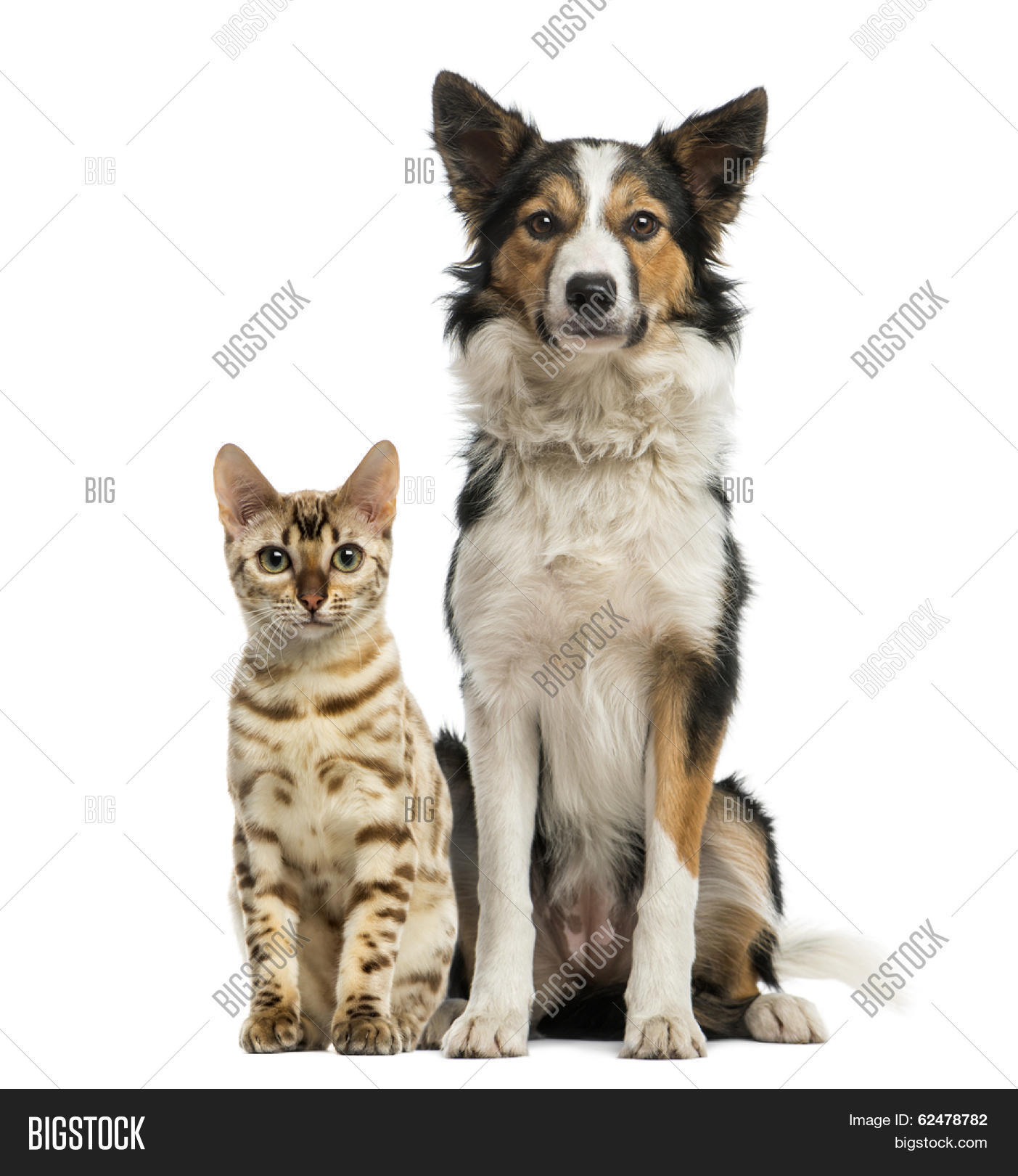 Cat Dog Sitting Image & Photo (Free Trial) | Bigstock