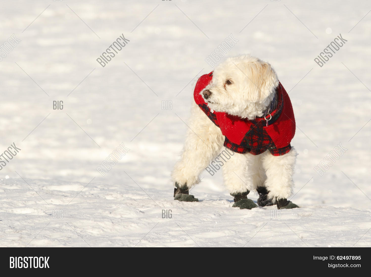 Cockapoo Coat Boots Image & Photo (Free Trial) | Bigstock