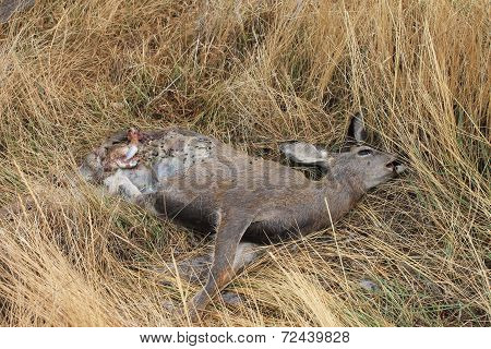 Dead Deer Exposed Image & Photo (Free Trial) | Bigstock