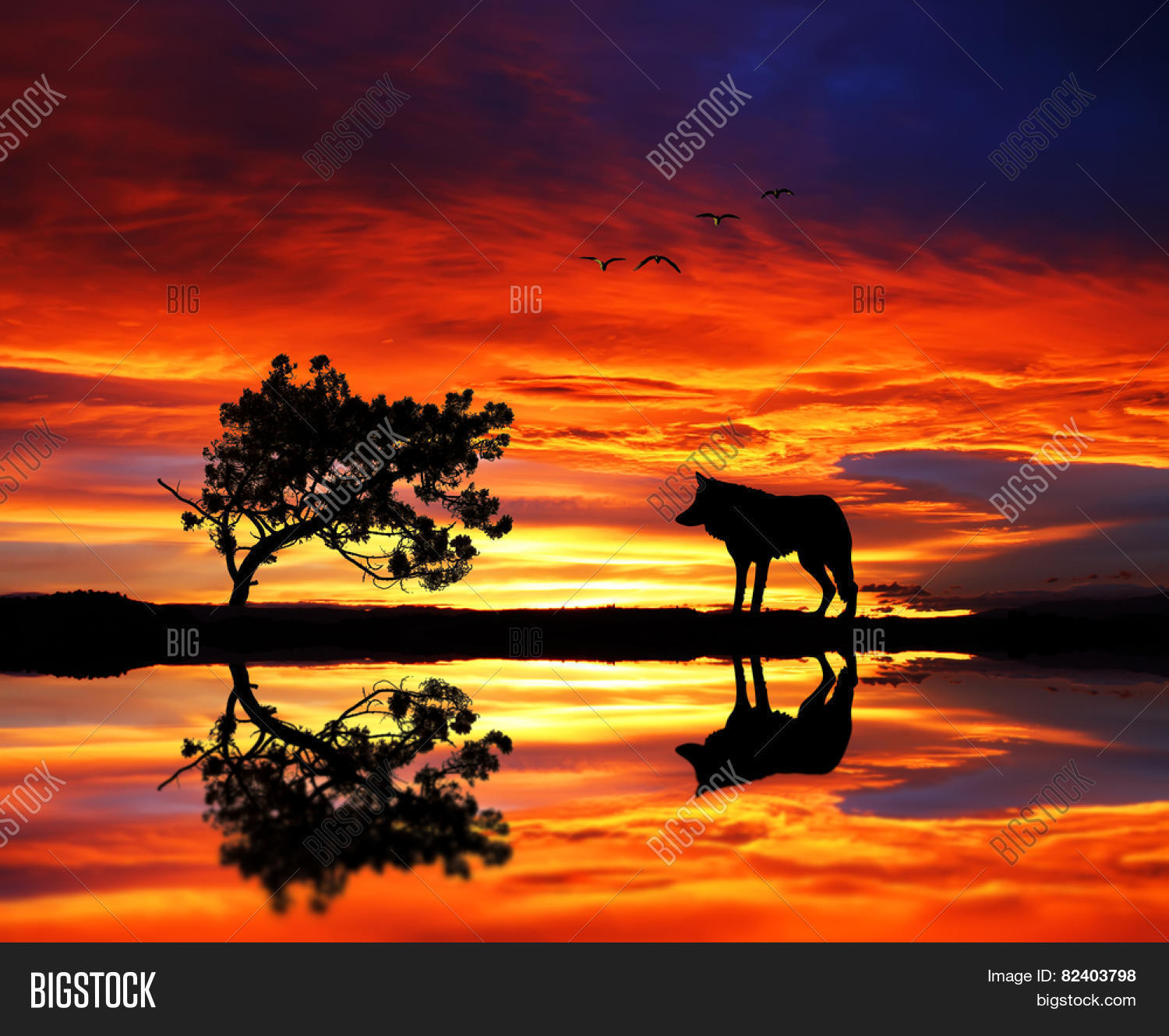 Lone Wolf Image & Photo (Free Trial) | Bigstock
