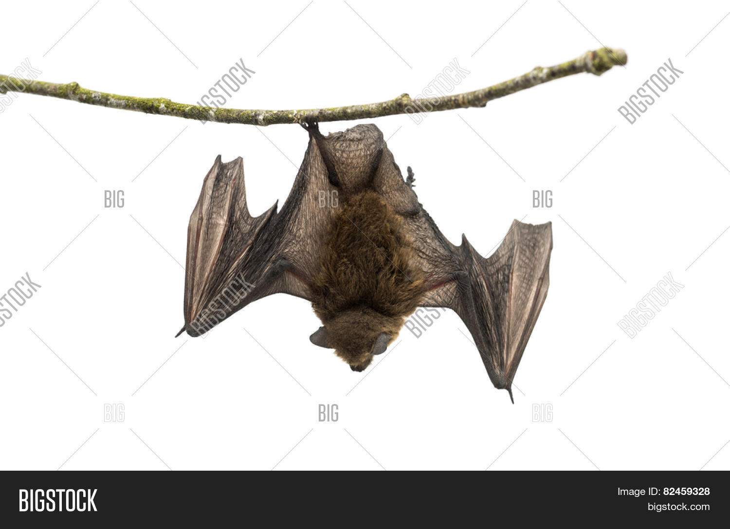 Old Common Bent-wing Image & Photo (Free Trial) | Bigstock