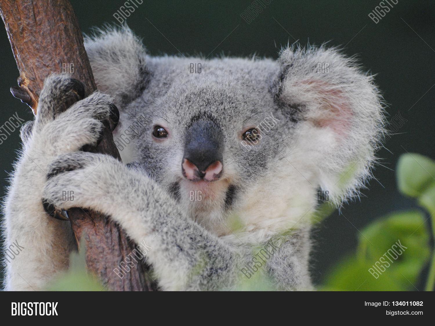 Koala On Eucalyptus Image & Photo (Free Trial) | Bigstock