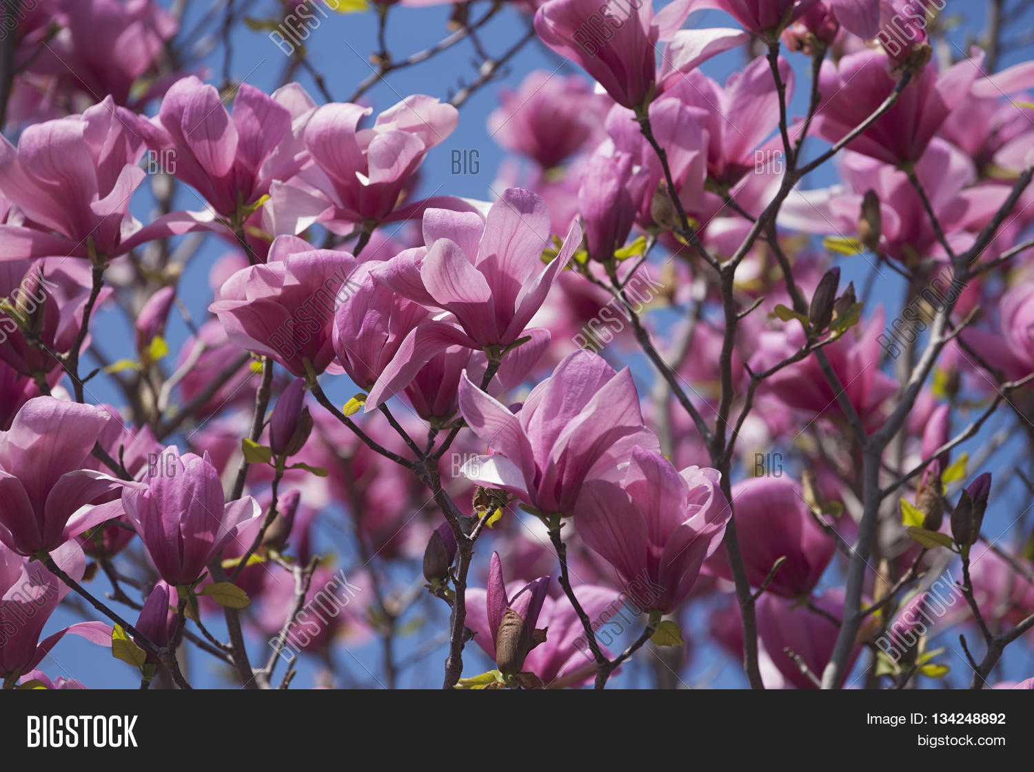 Galaxy Hybrid Magnolia Image & Photo (Free Trial) | Bigstock