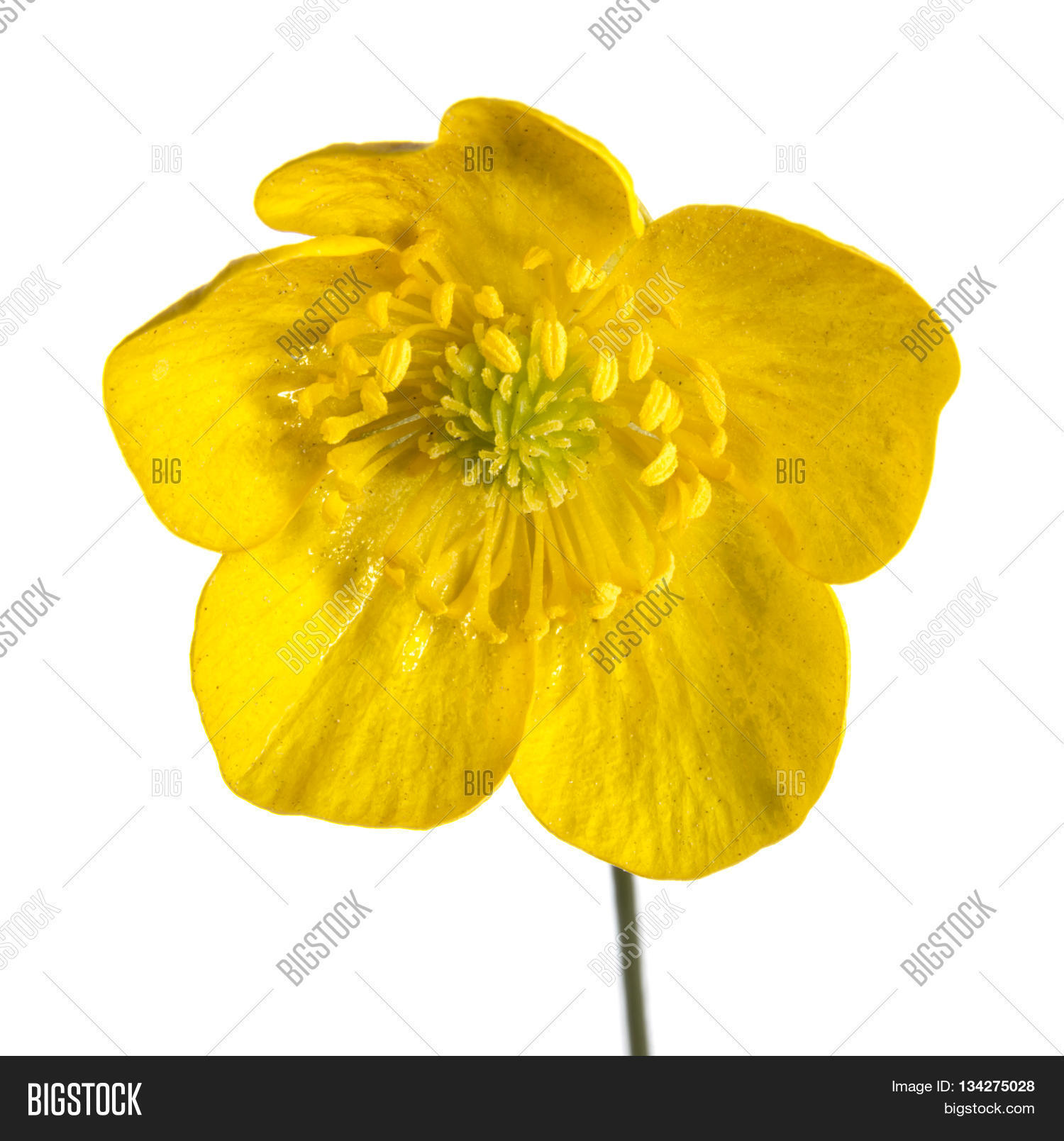 Yellow Buttercup Image & Photo (Free Trial) | Bigstock