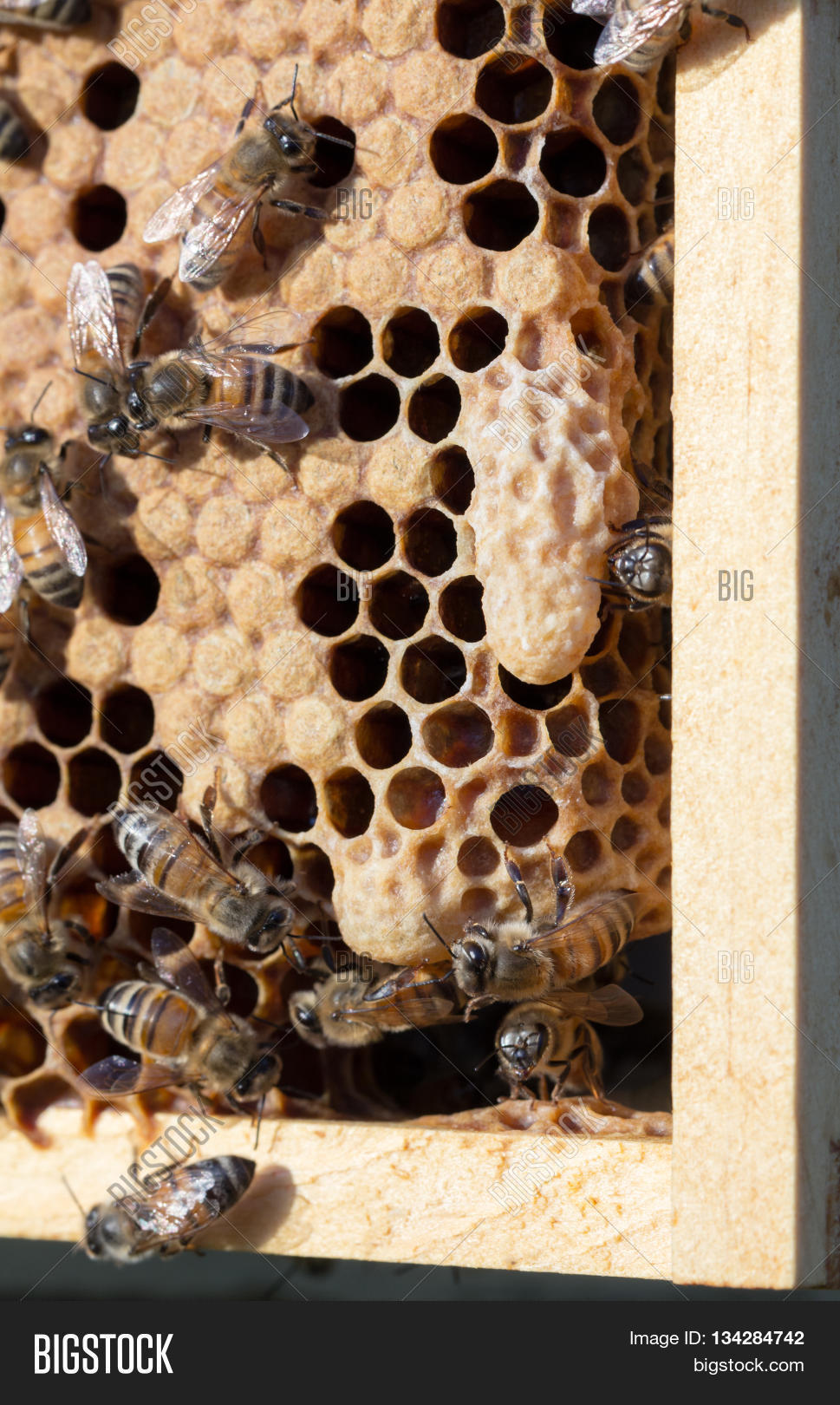 Beehive Raising New Image & Photo (Free Trial) | Bigstock