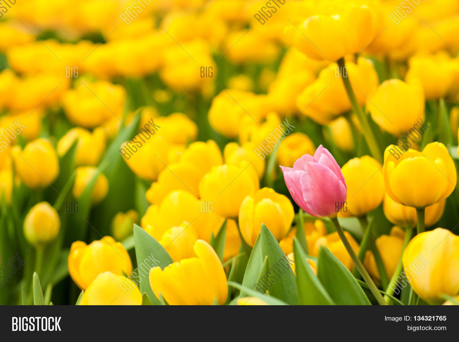 One Pink Tulip Image & Photo (Free Trial) | Bigstock